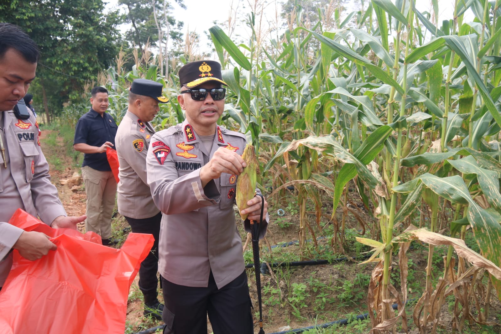 Program Ketahanan Pangan Berbuah Hasil, Polda Babel Panen 10 Ton Jagung Manis - Realistisnews.com